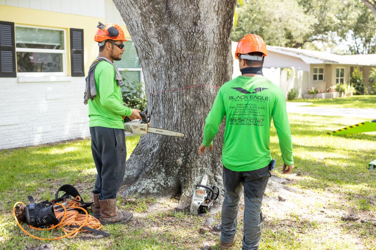Home – Black Eagle Tree Services – Black Eagle Tree Services, LLC